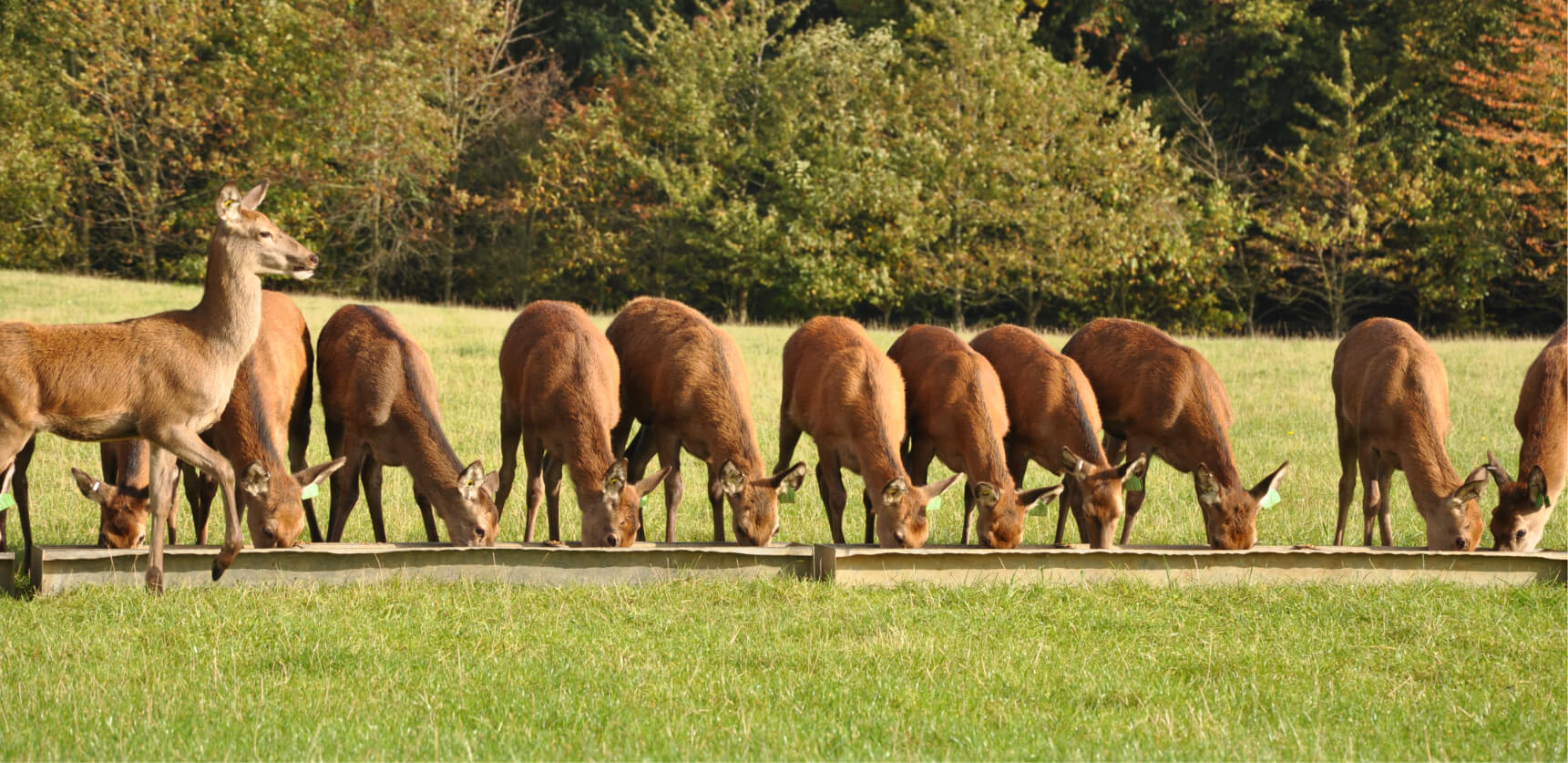 Woburn Abbey Deer Farm