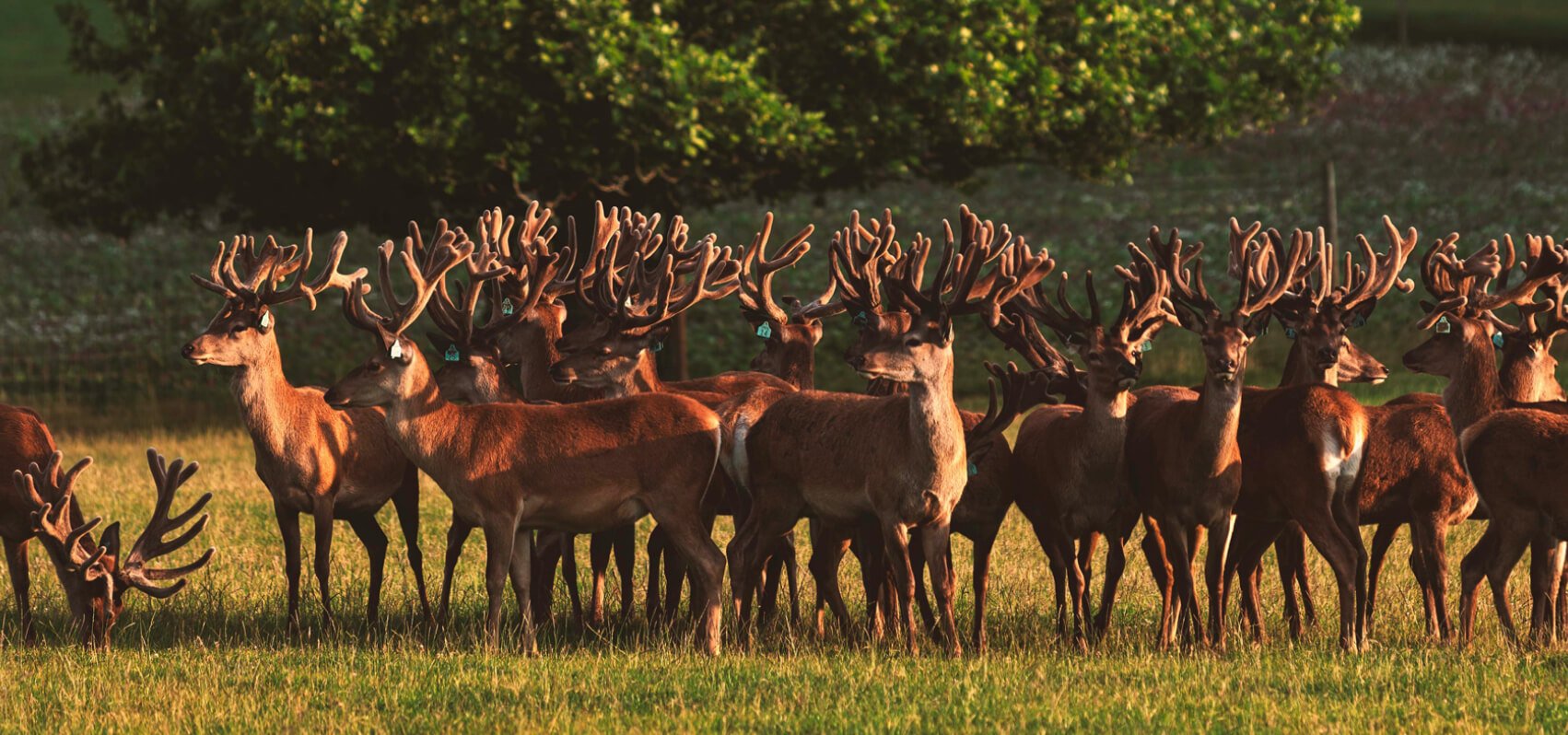 Woburn Abbey Deer Farm