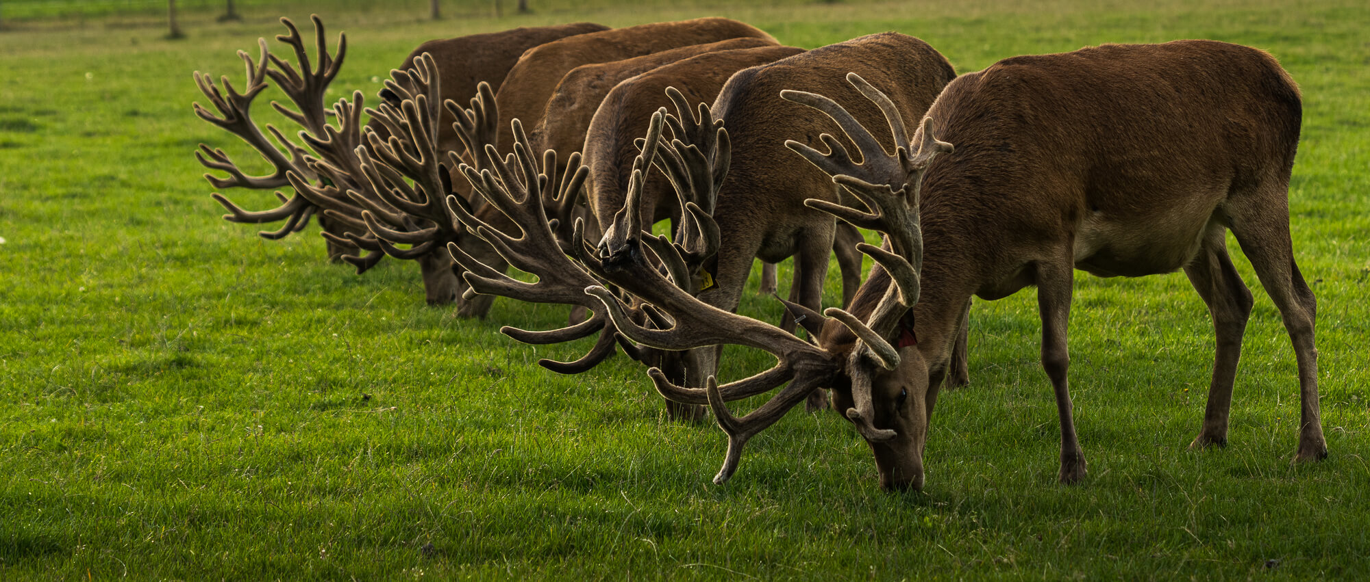 Woburn Abbey Deer Farm