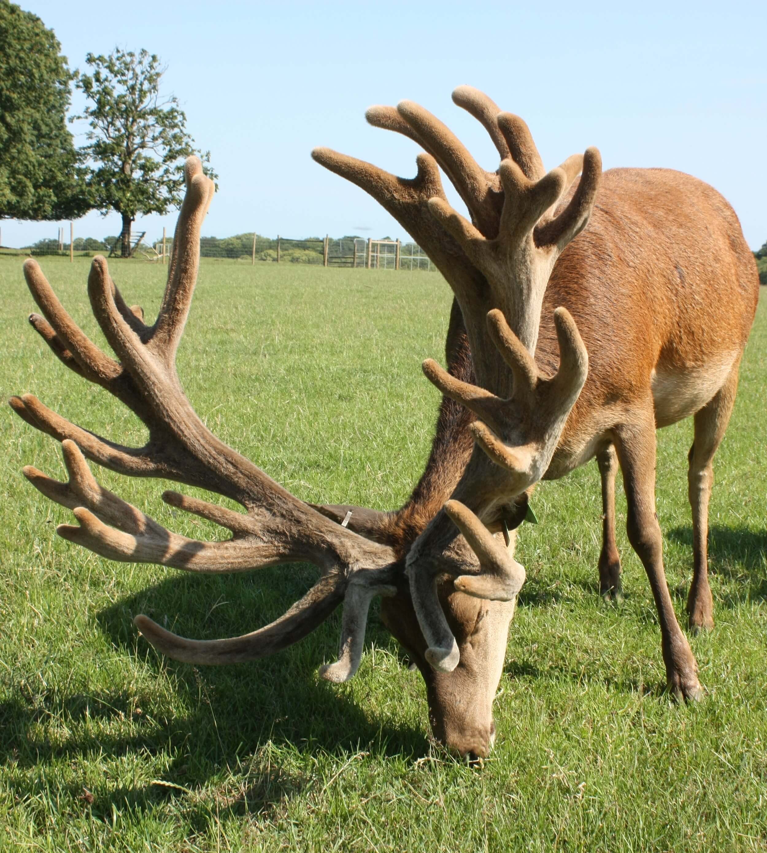 Woburn Abbey Deer Farm