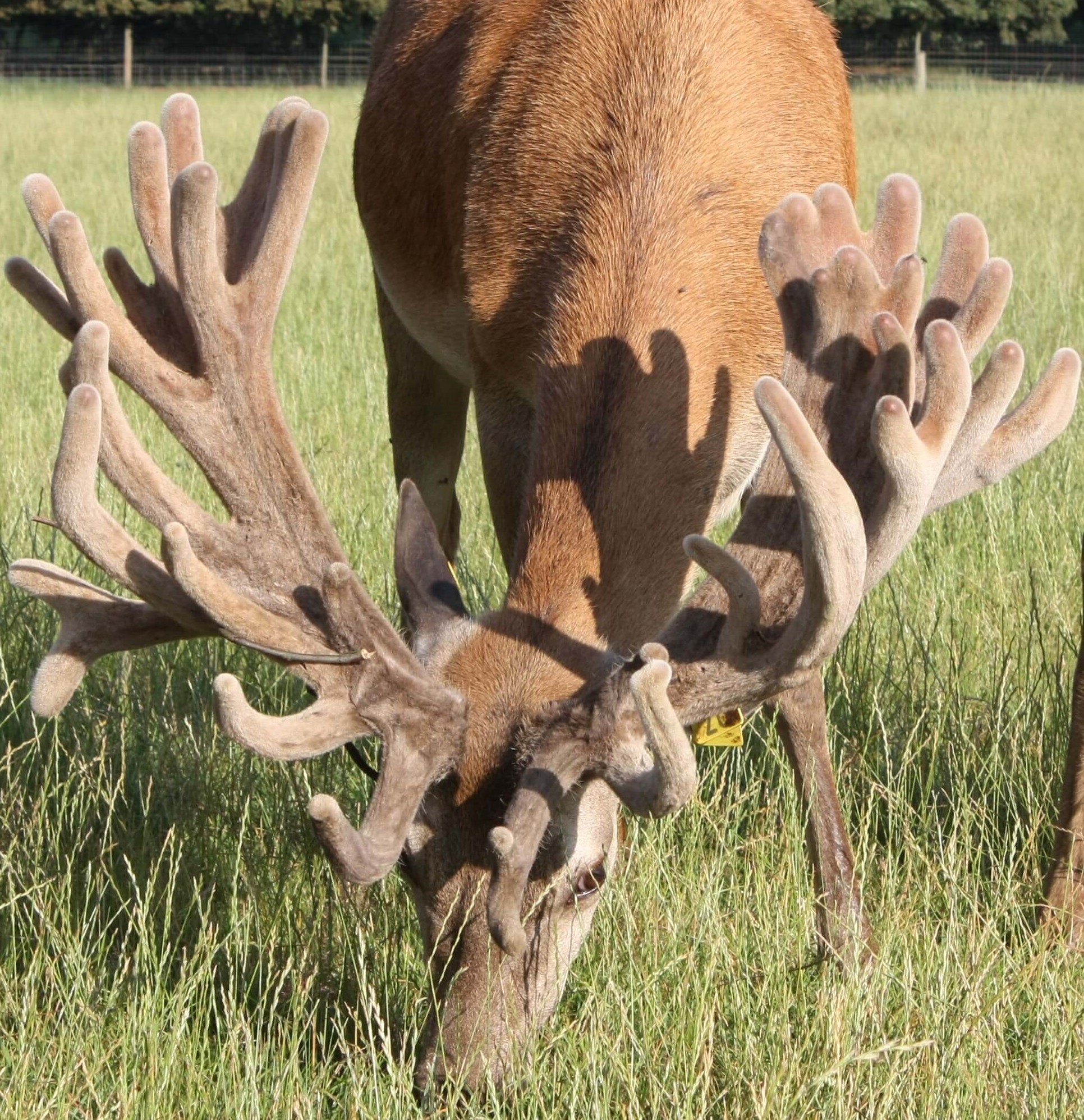Woburn Abbey Deer Farm