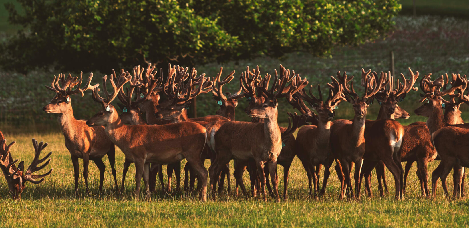 Woburn Abbey Deer Farm